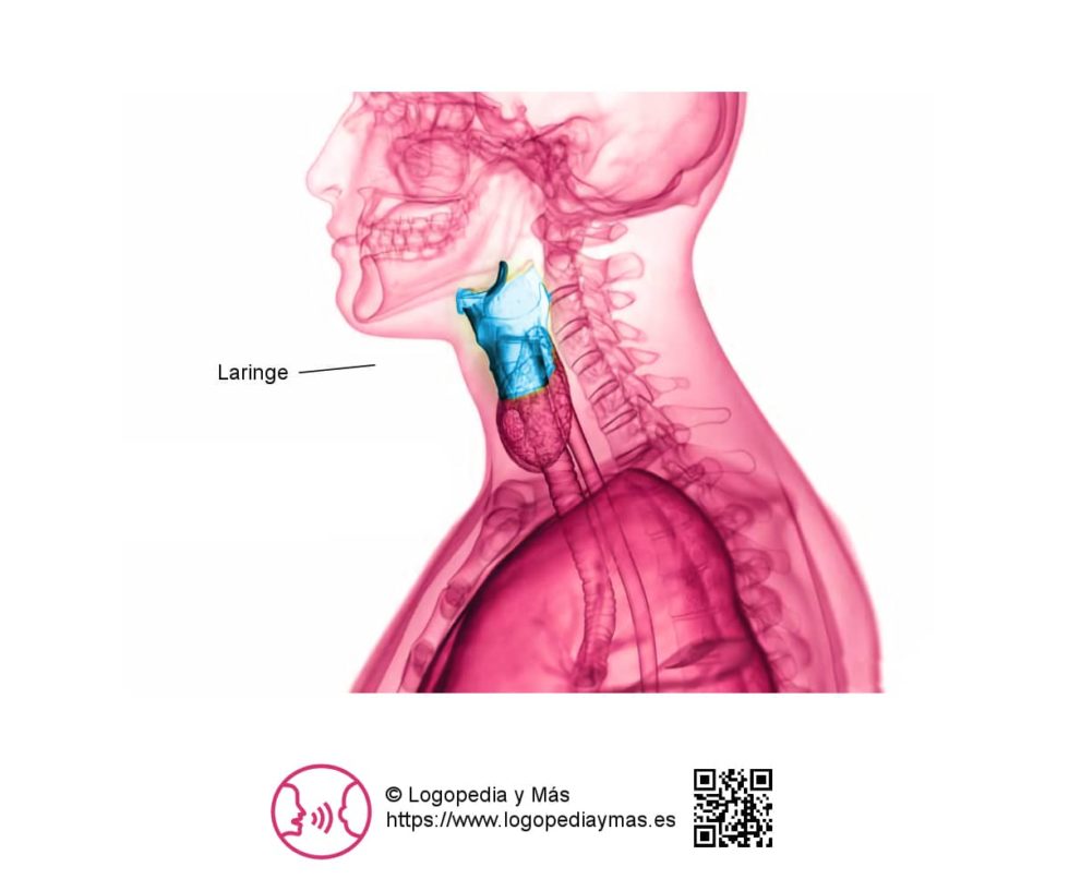 ¿Qué es la LARINGE? 🥇 | Definición, Funciones, Anatomía...